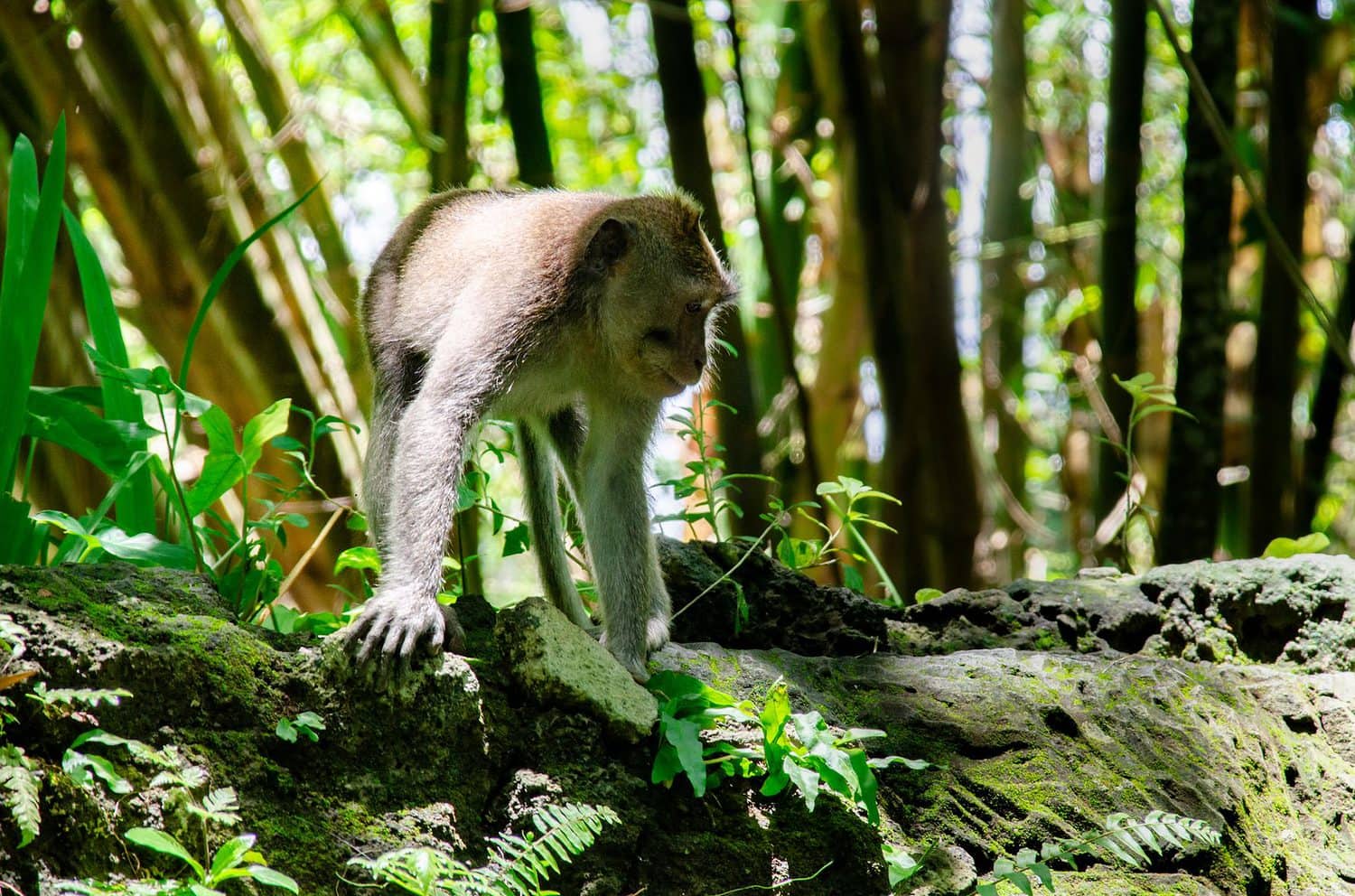 Interview mit Project Wings | espero